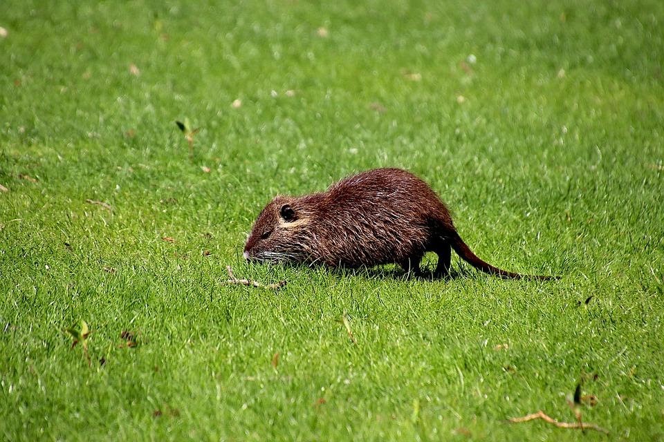 Nuisibles : Intervention d'agents professionnels